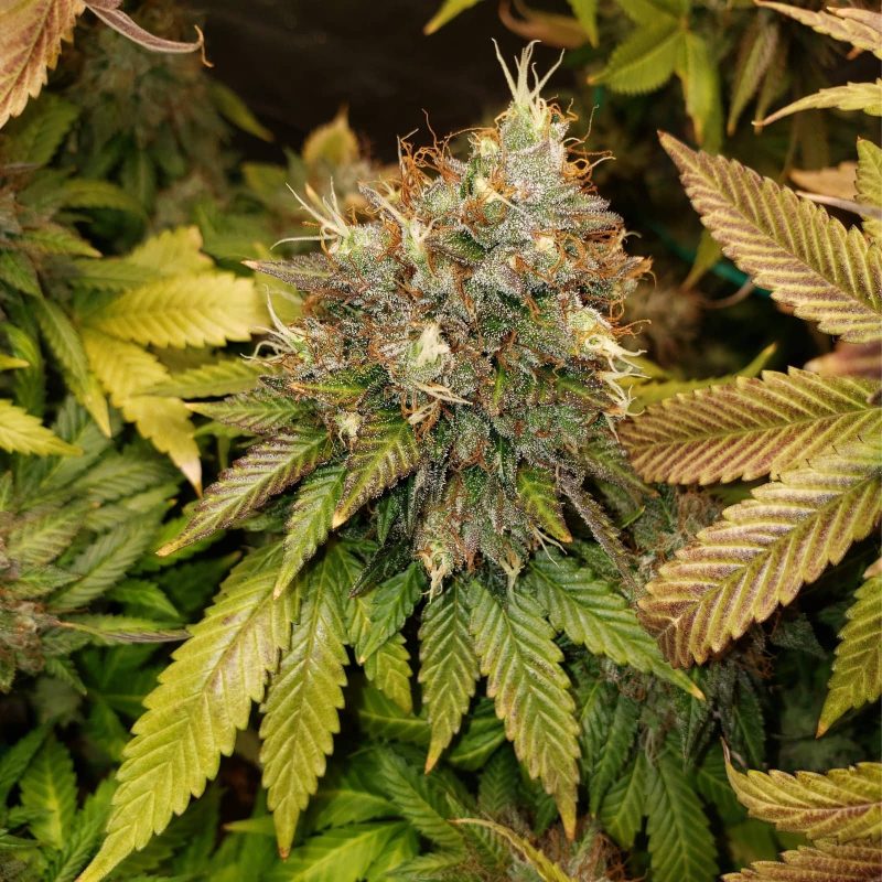 Blue Gelato 41 Strain ???? Alta Producción y Gran Sabor