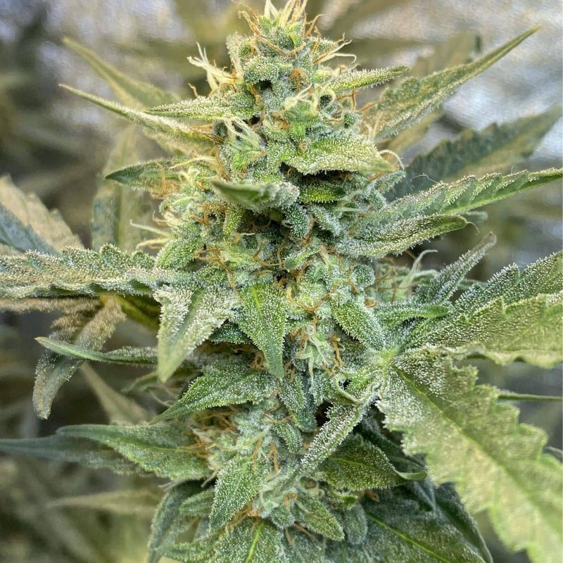 Semillas Critical XXL Auto【 A Granel 】Bulk Genetics