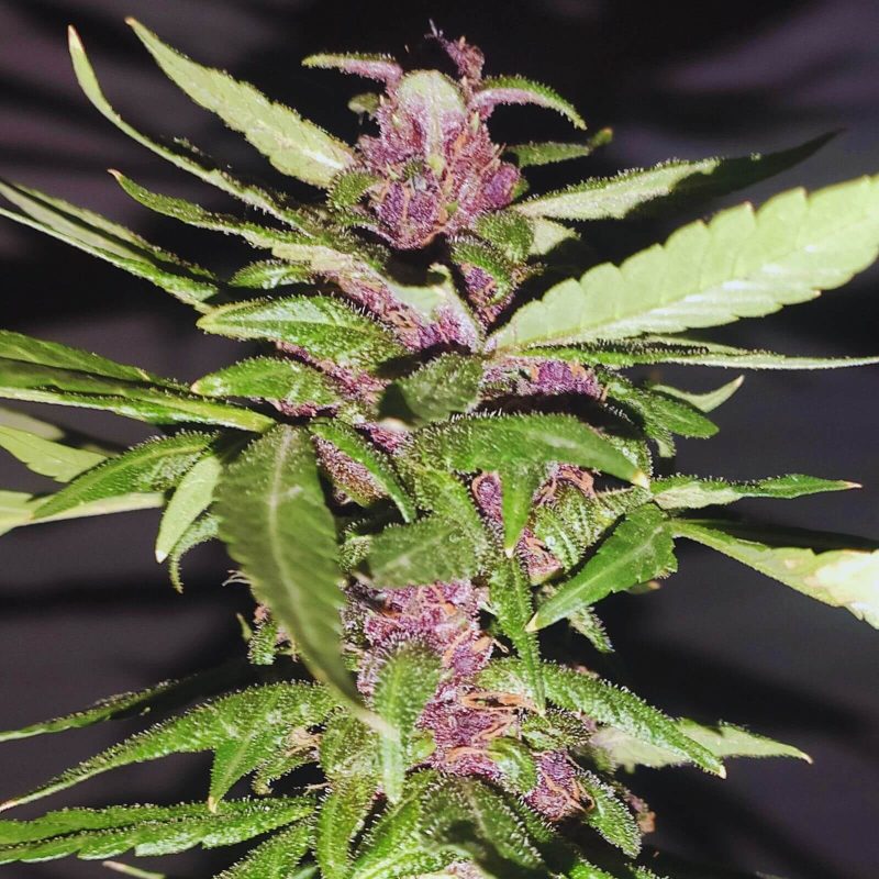 Red Skunk Auto Strain ️ Cultivo Fácil y Cosecha Rápida